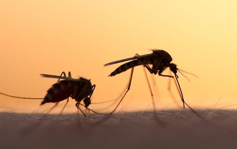 A Helpful Guide To Mosquito Control In Turks & Caicos